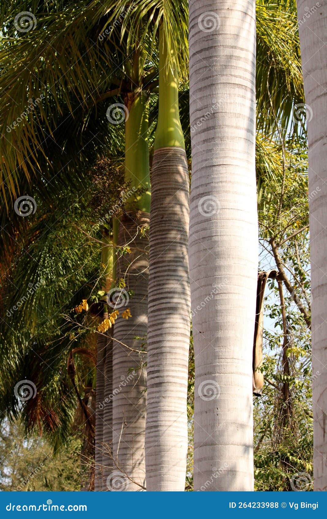 Royal Palm Tree Stem stock photo. Image of tree, palm - 264233988
