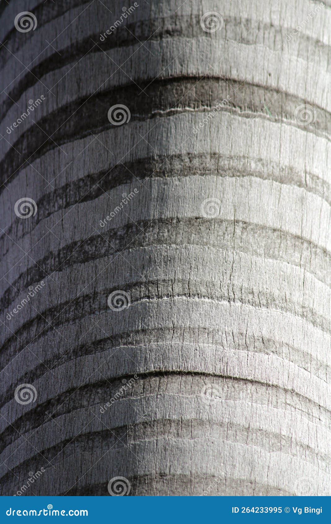 Royal Palm Tree Stem stock image. Image of texture, bark - 264233995