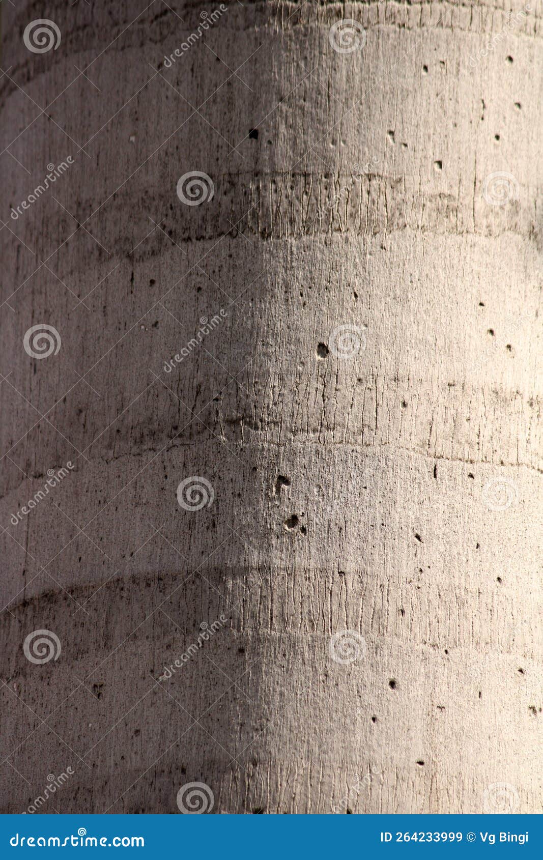 Royal Palm Tree Stem stock image. Image of palm, almatti - 264233999