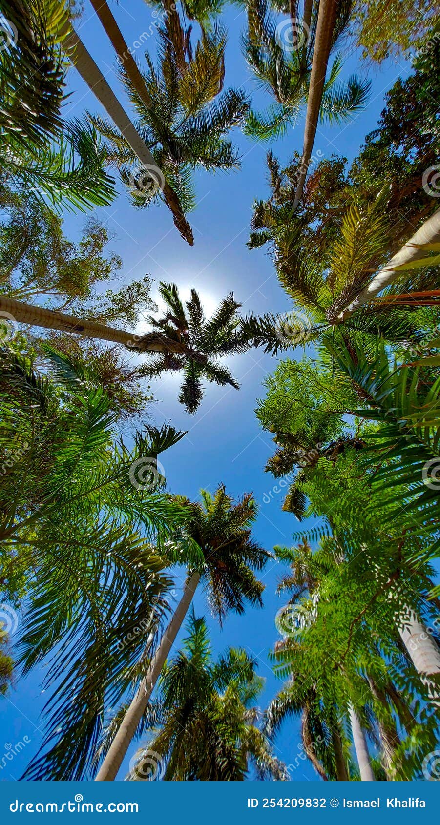 Royal Palm Trees at Aswan Botanical Garden Stock Photo - Image of ...