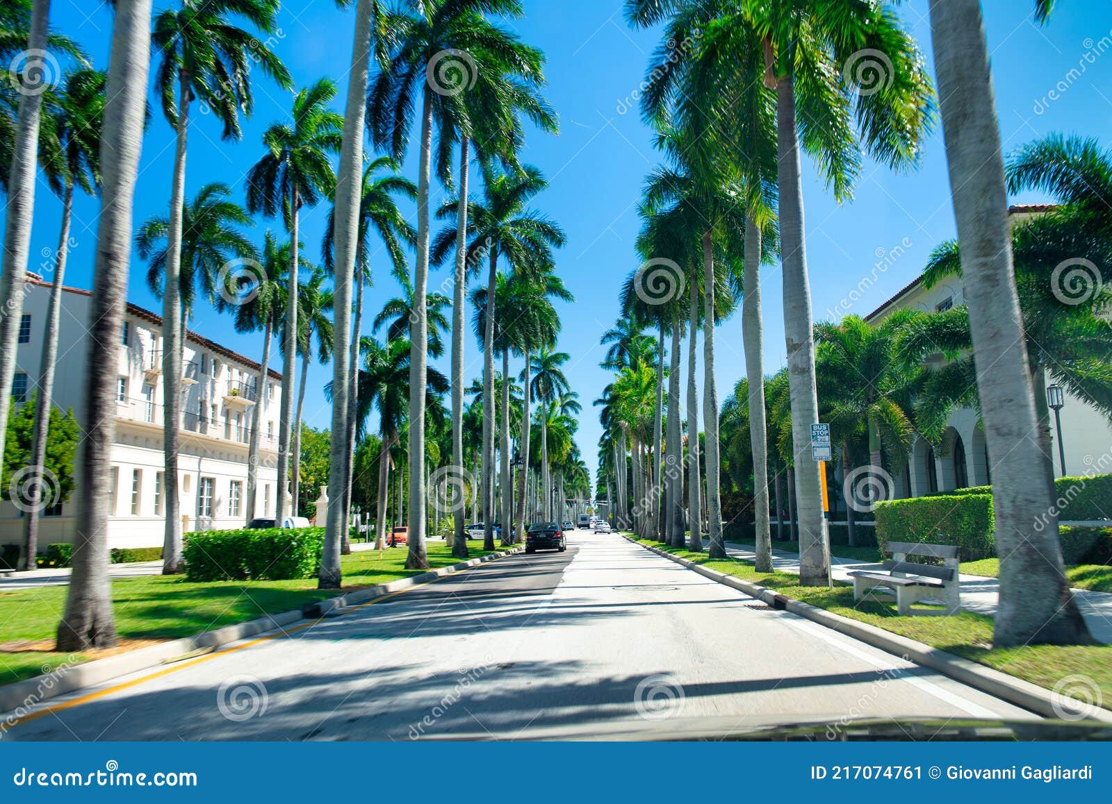 Royal Palm Way with Trees in Palm Beach, Florida Stock Image - Image of ...