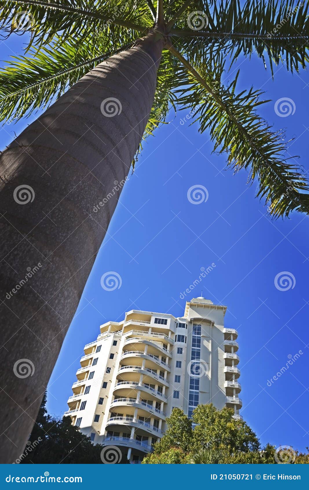 Royal Palms & Buildings Stock Image - Image of skyscrapers, building ...