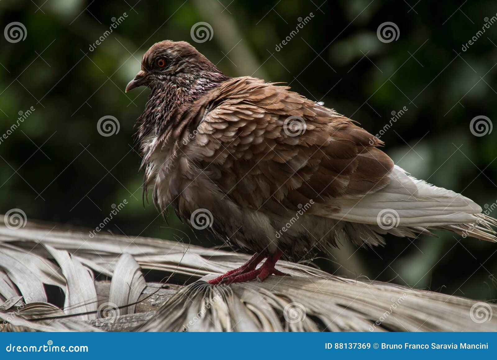 Royal pigeon stock image. Image of standing, brown, pigeon - 88137369