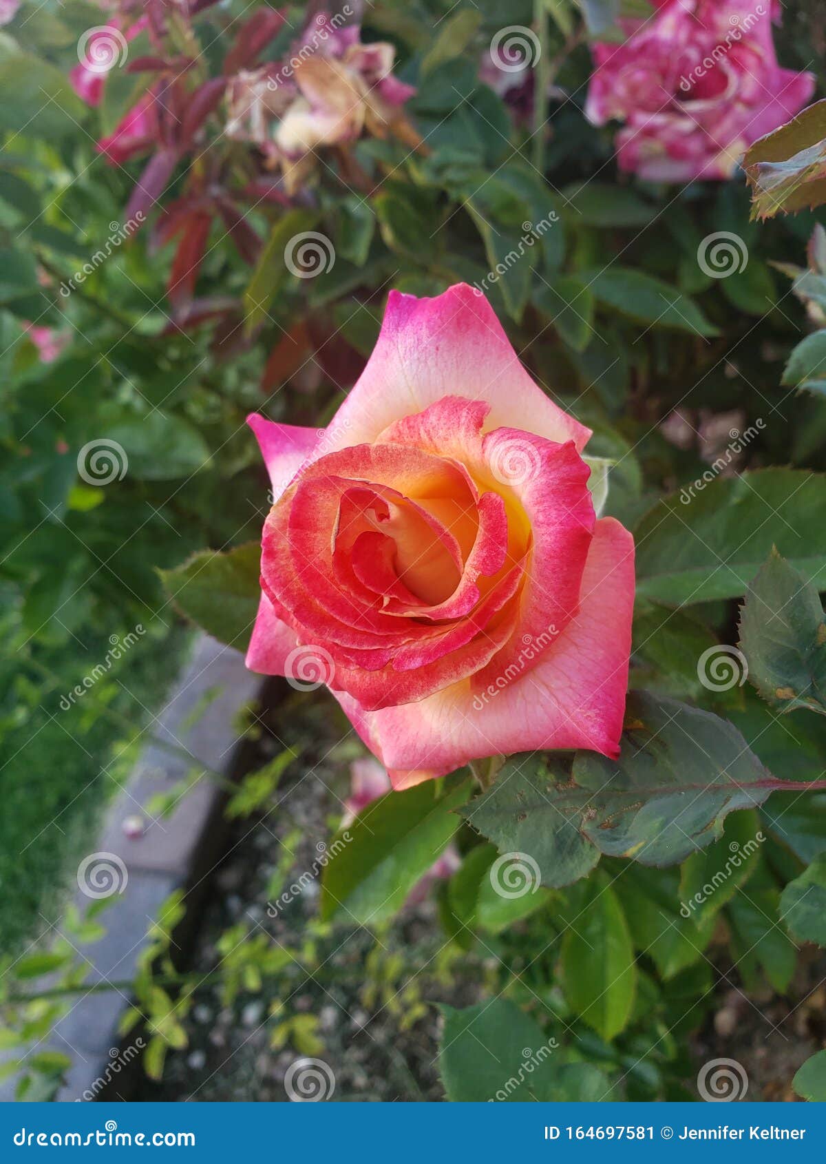 Royal Pink Rose of the Sumner Stock Image - Image of summer, royal ...