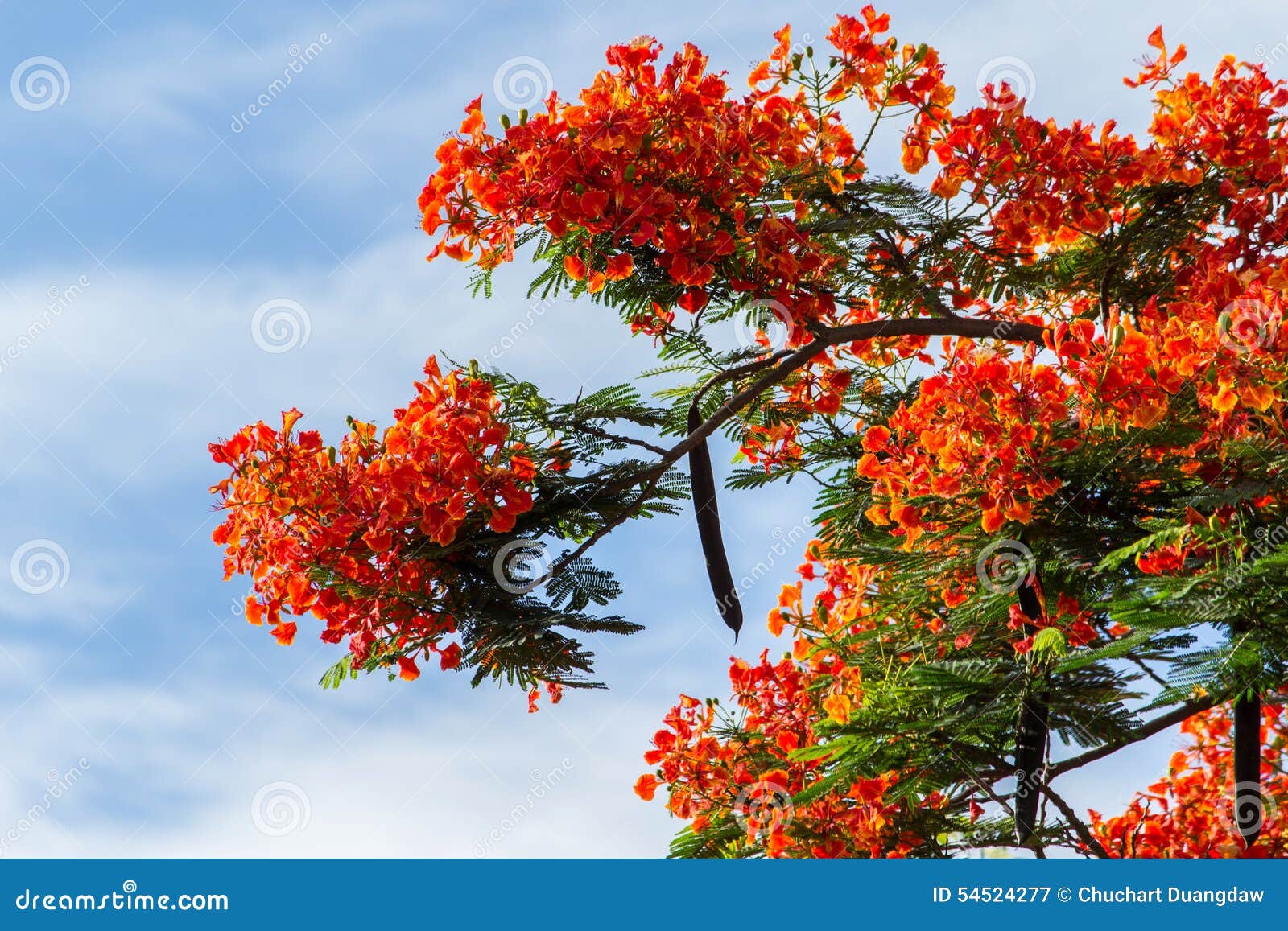 Royal Poinciana flame tree stock image. Image of bright - 54524277