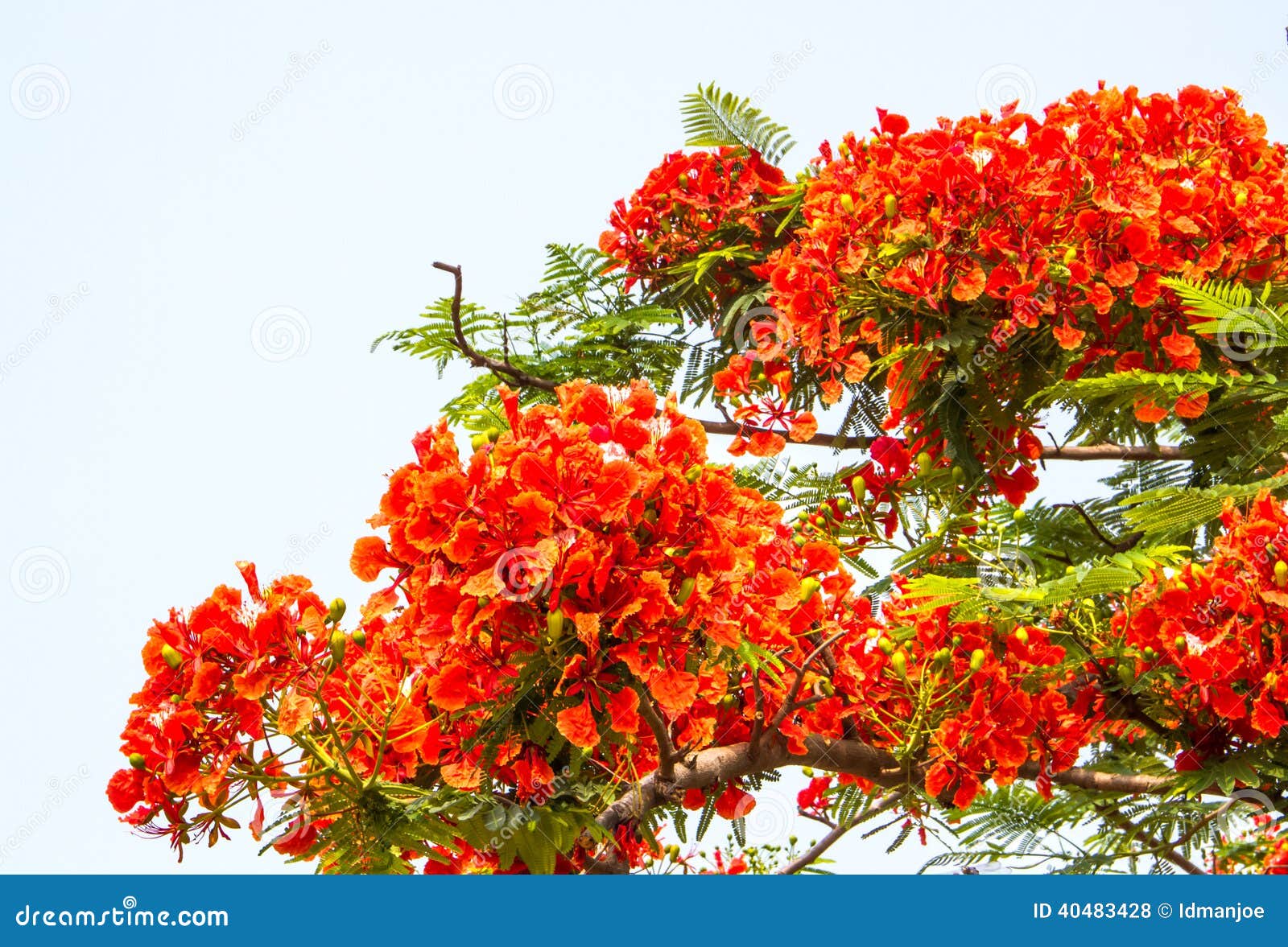 Royal poinciana stock photo. Image of flamboyant, multiple - 40483428