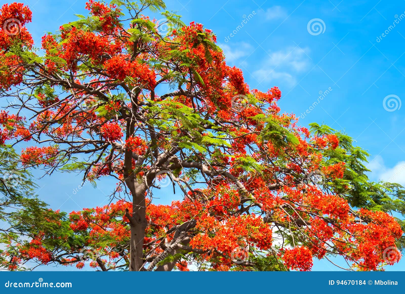 Royal Poinciana Tree in Bloom Stock Photo - Image of flowering, tropic ...