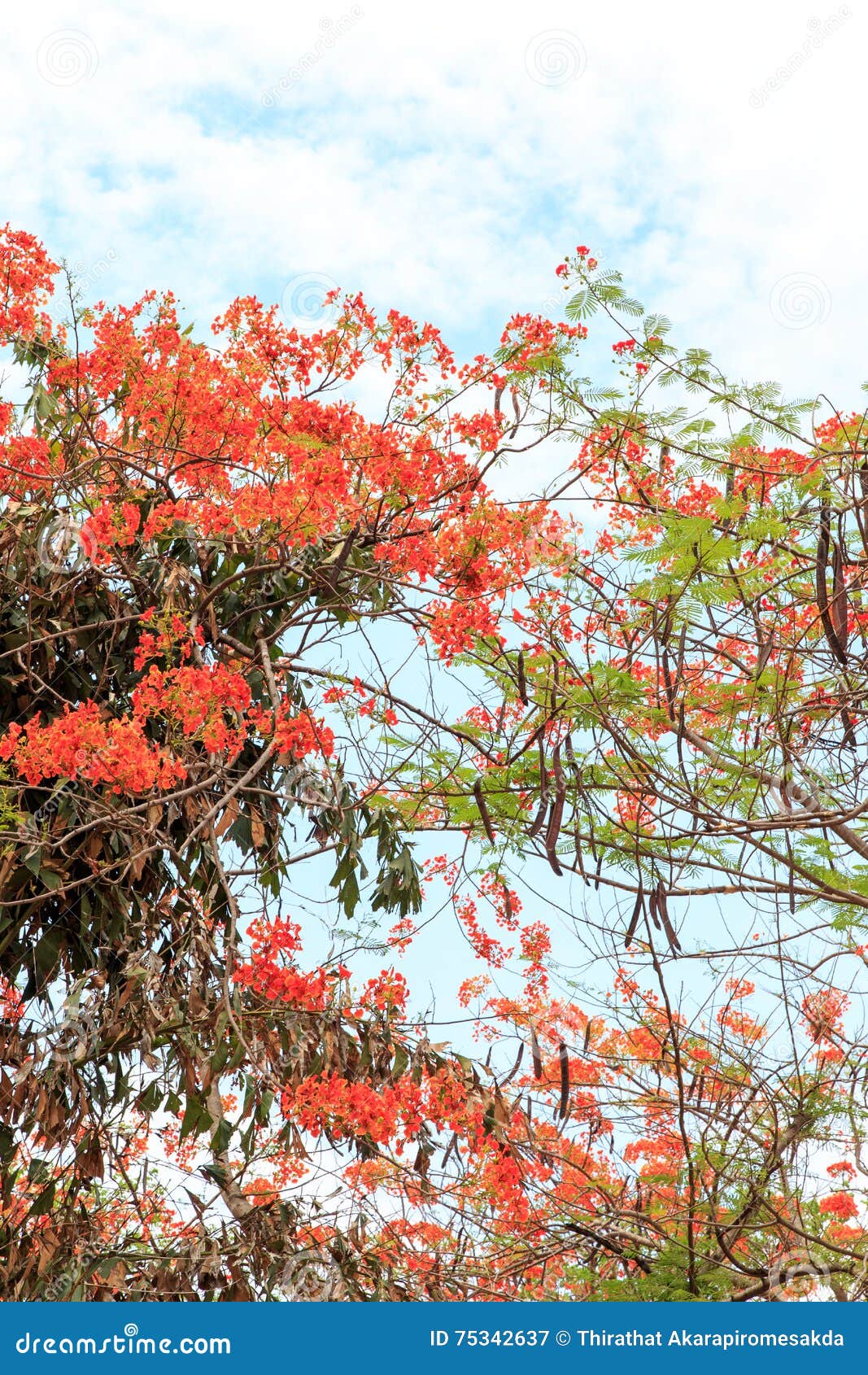 Royal Poinciana tree stock image. Image of flamboyant - 75342637