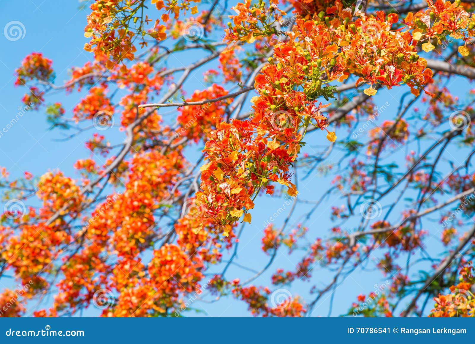 Royal Poinciana tree stock image. Image of vivid, sunny - 70786541
