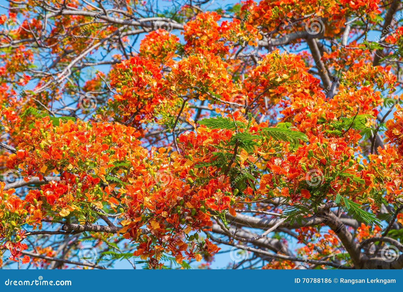 Royal Poinciana tree stock photo. Image of royal, garden - 70788186