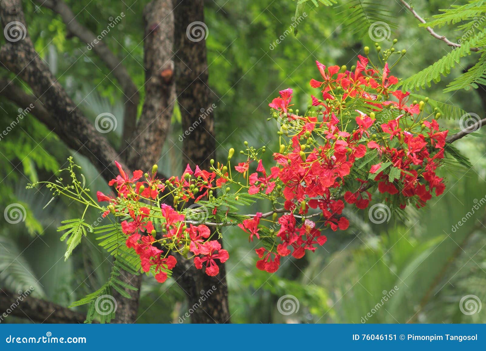 Royal Poinciana tree stock image. Image of colorful, background - 76046151