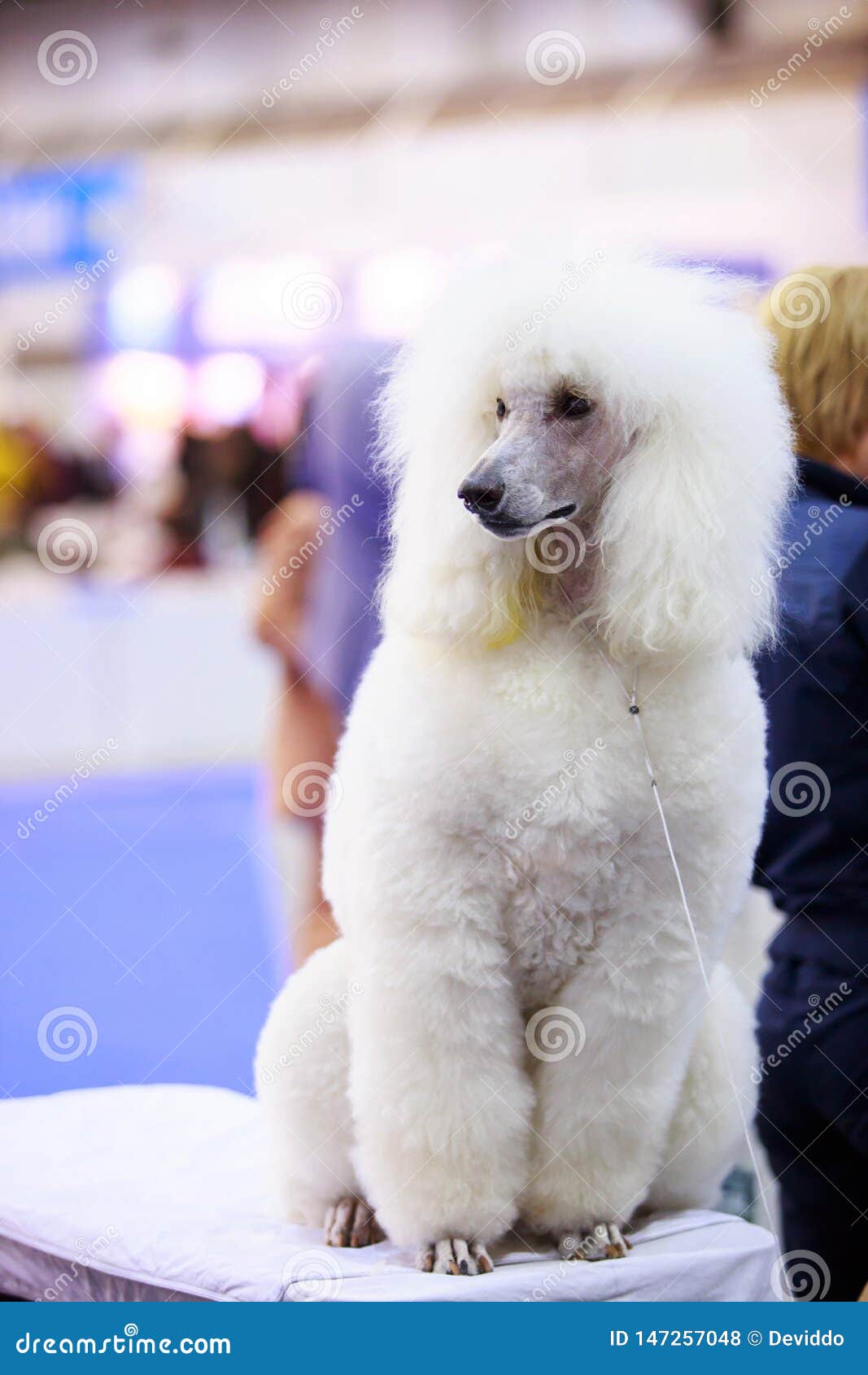 Royal poodle dog stock photo. Image of exhibition, royal - 147257048