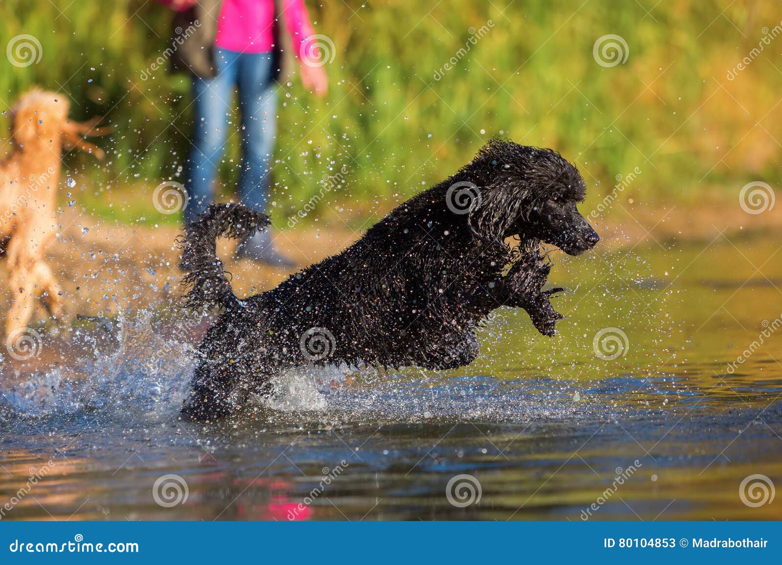 Royal Poodle Jumping for a Ball Stock Image - Image of water, royal ...