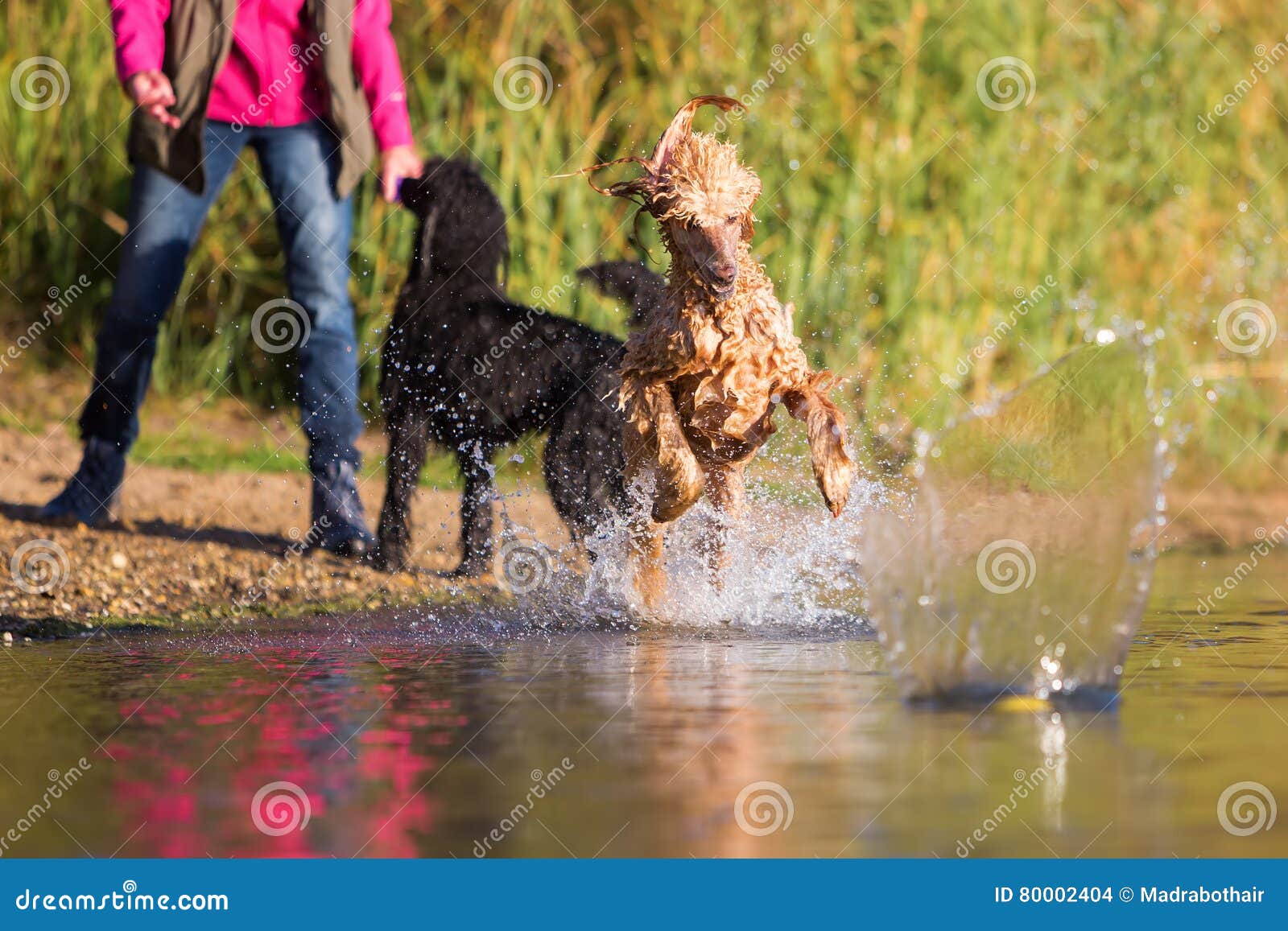 Royal Poodle Jumping in the Water Stock Photo - Image of retrieve, play ...