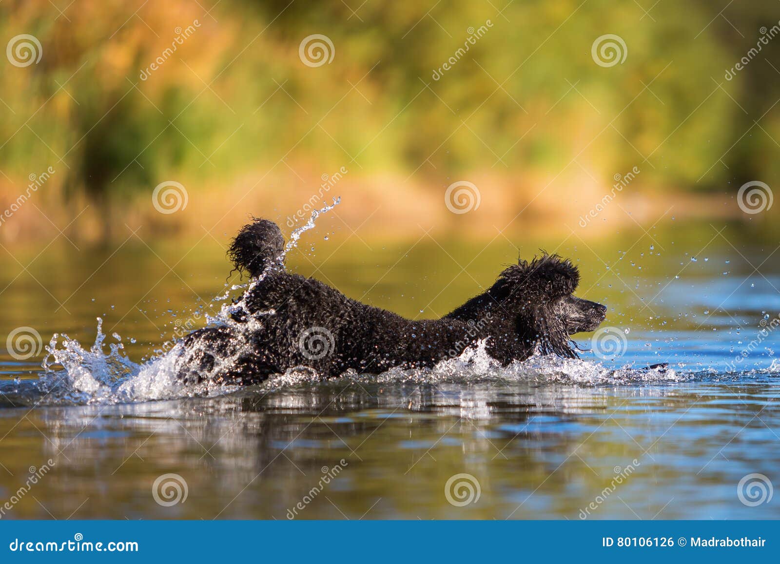 Royal Poodle Swims in a Lake Stock Photo - Image of pets, lake: 80106126