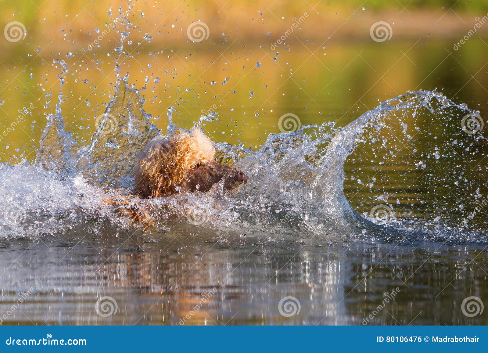 Royal Poodle Swims in a Lake Stock Photo - Image of outdoor, retrieve ...