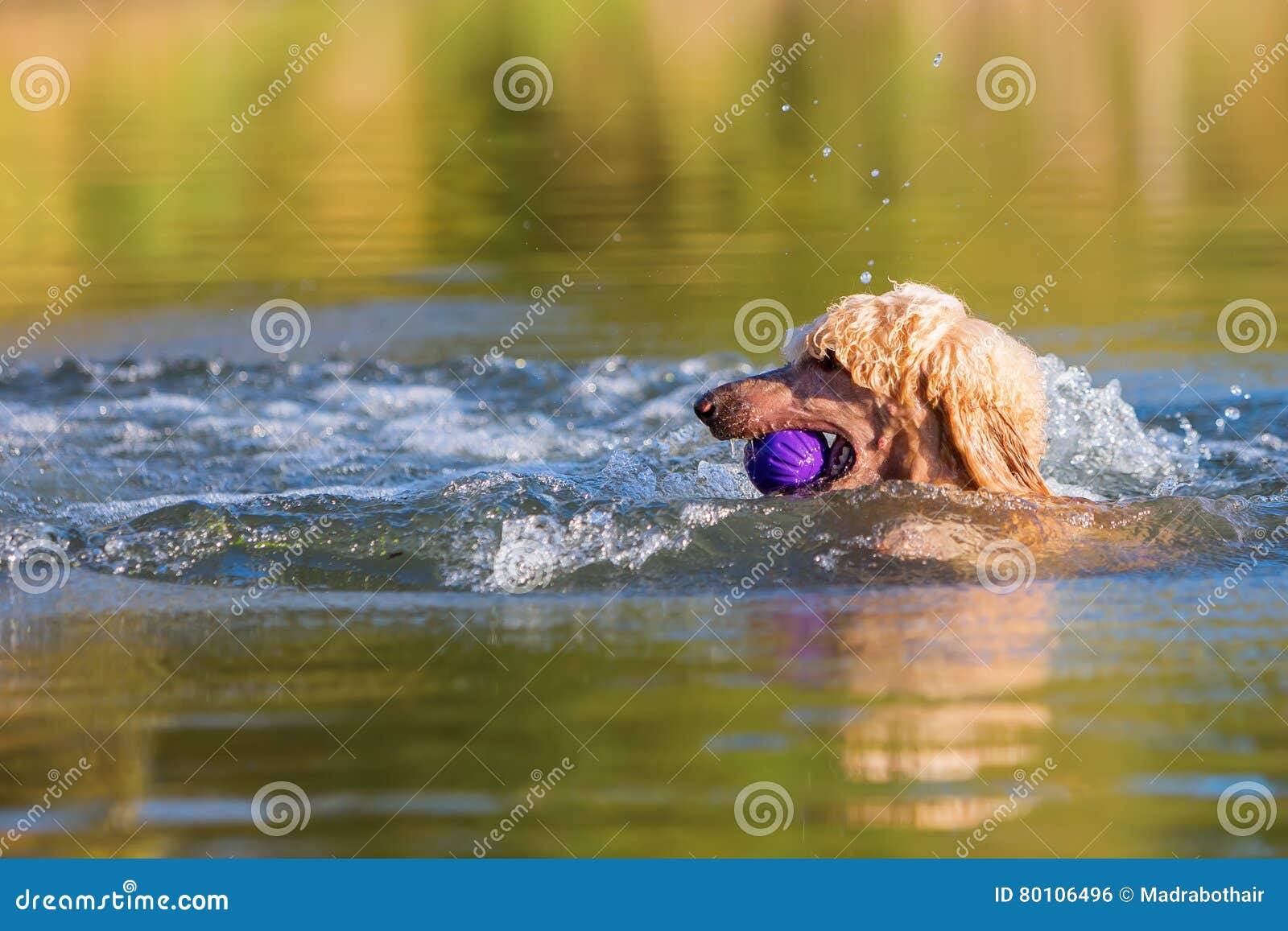 Royal Poodle Swims in a Lake Stock Photo - Image of animal, cute: 80106496