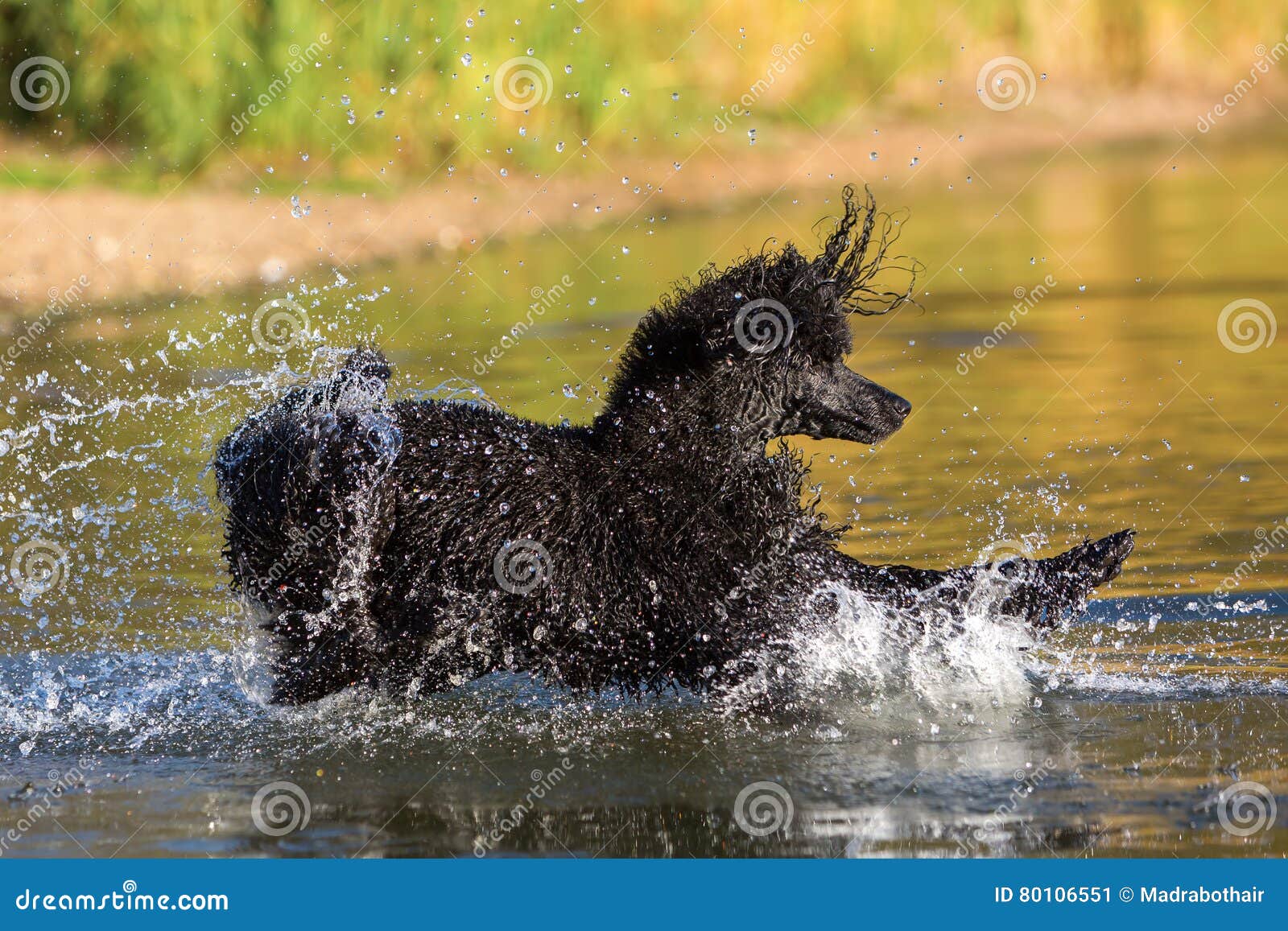 Royal Poodle Swims in a Lake Stock Image - Image of royal, splash: 80106551