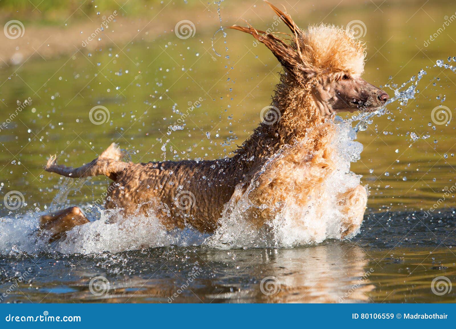 Royal Poodle Swims in a Lake Stock Image - Image of animal, retrieve ...