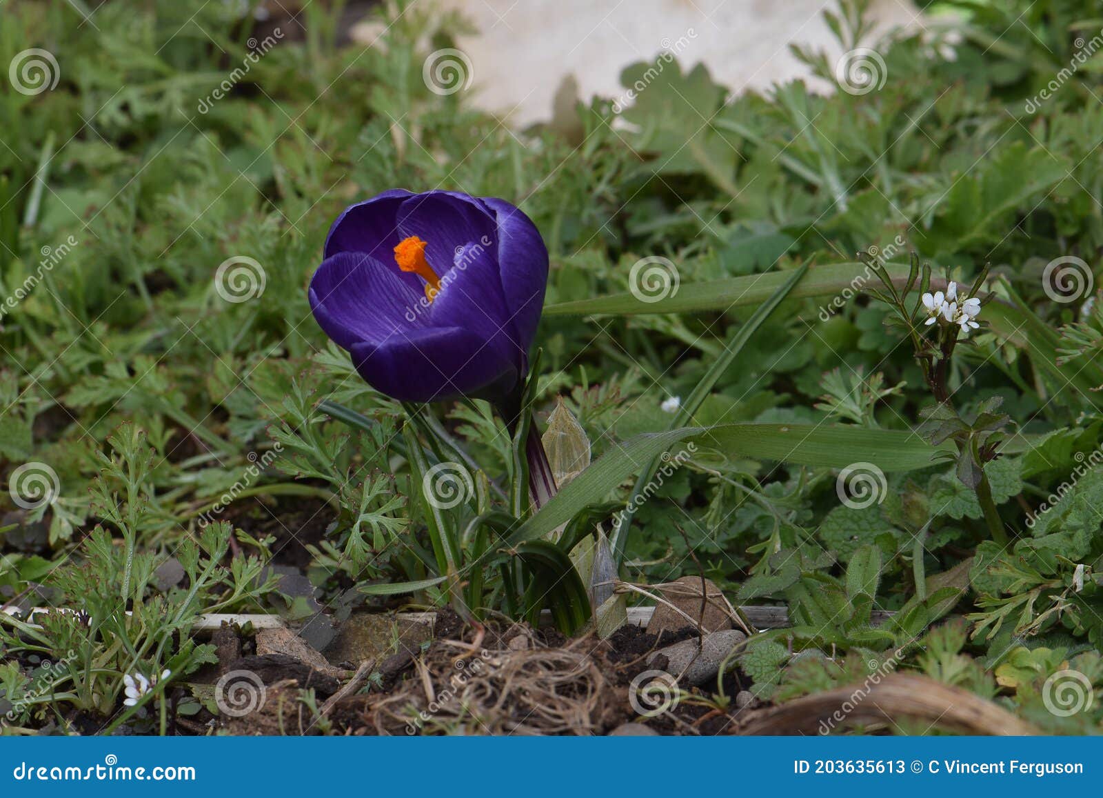 Miniature Royal Purple Crocus 01 Stock Image - Image of saffron ...