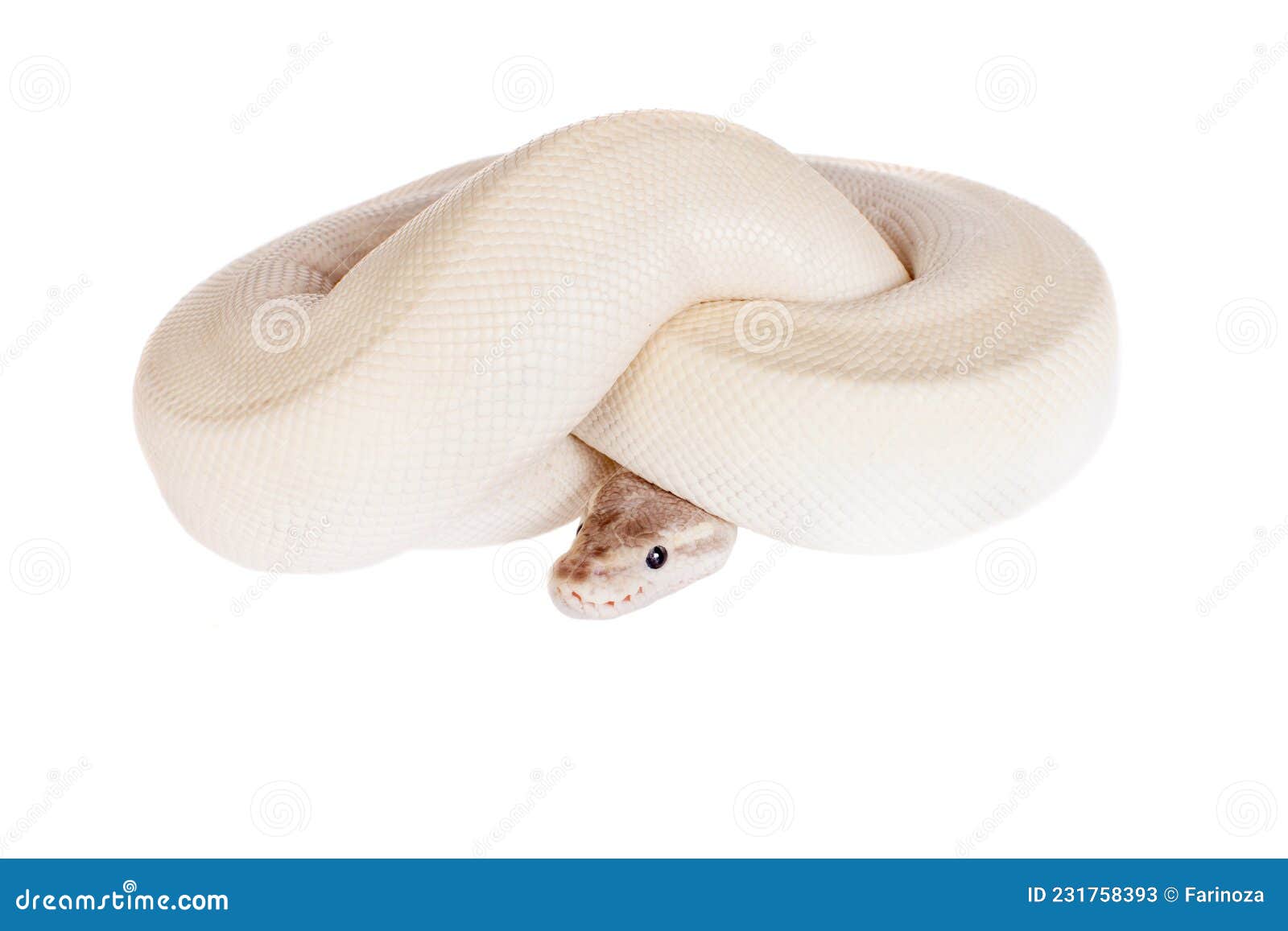Royal Python, or Ball Python on White Stock Image - Image of coil ...