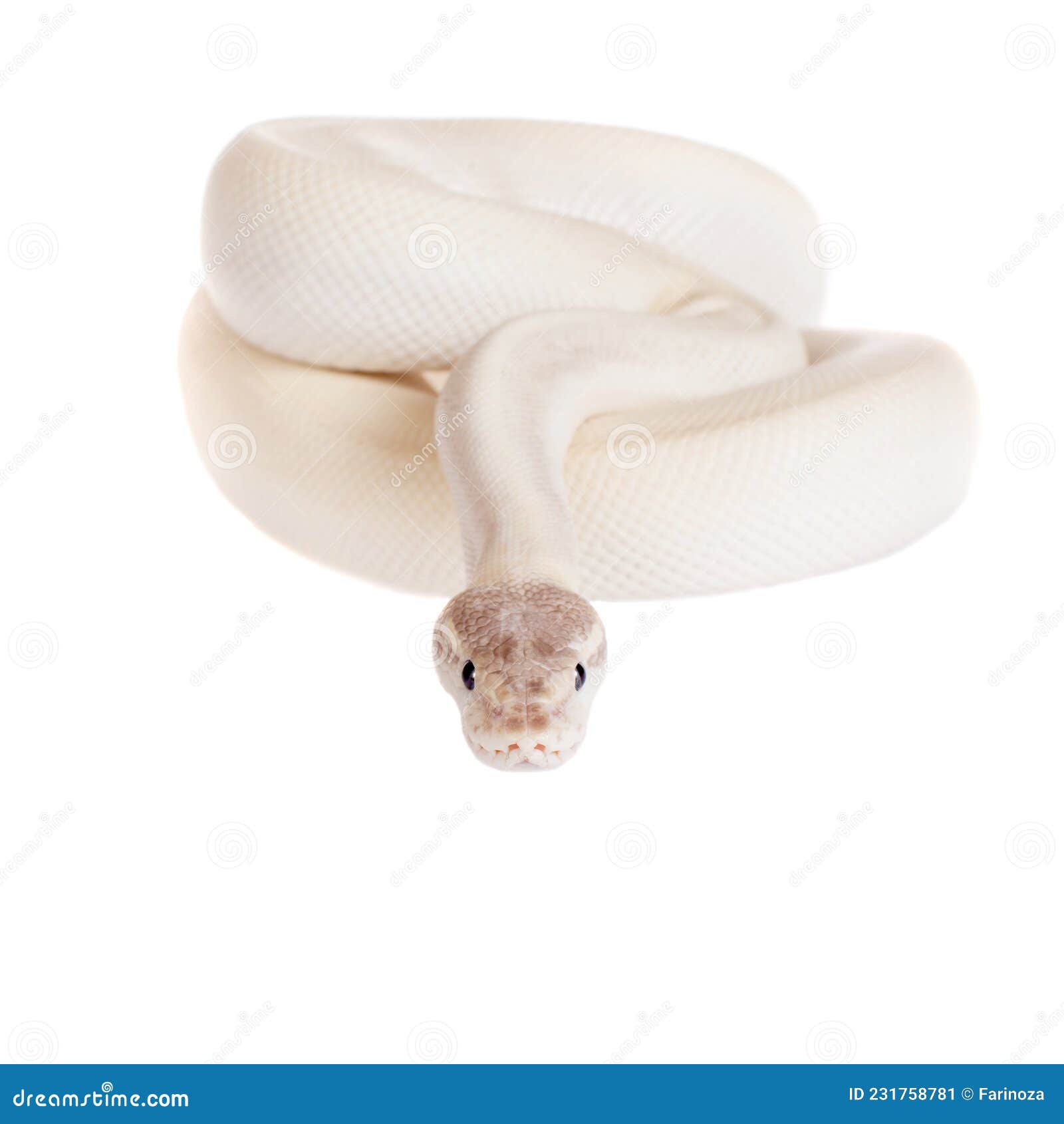 Royal Python, or Ball Python on White Stock Image - Image of creep ...