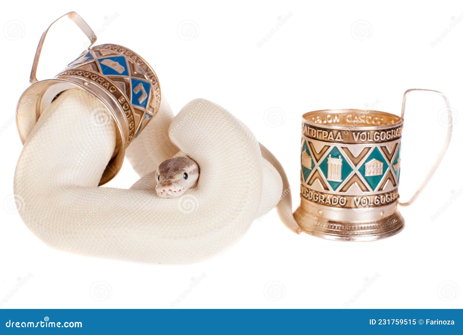 Royal Python, or Ball Python on White Stock Image - Image of predator ...