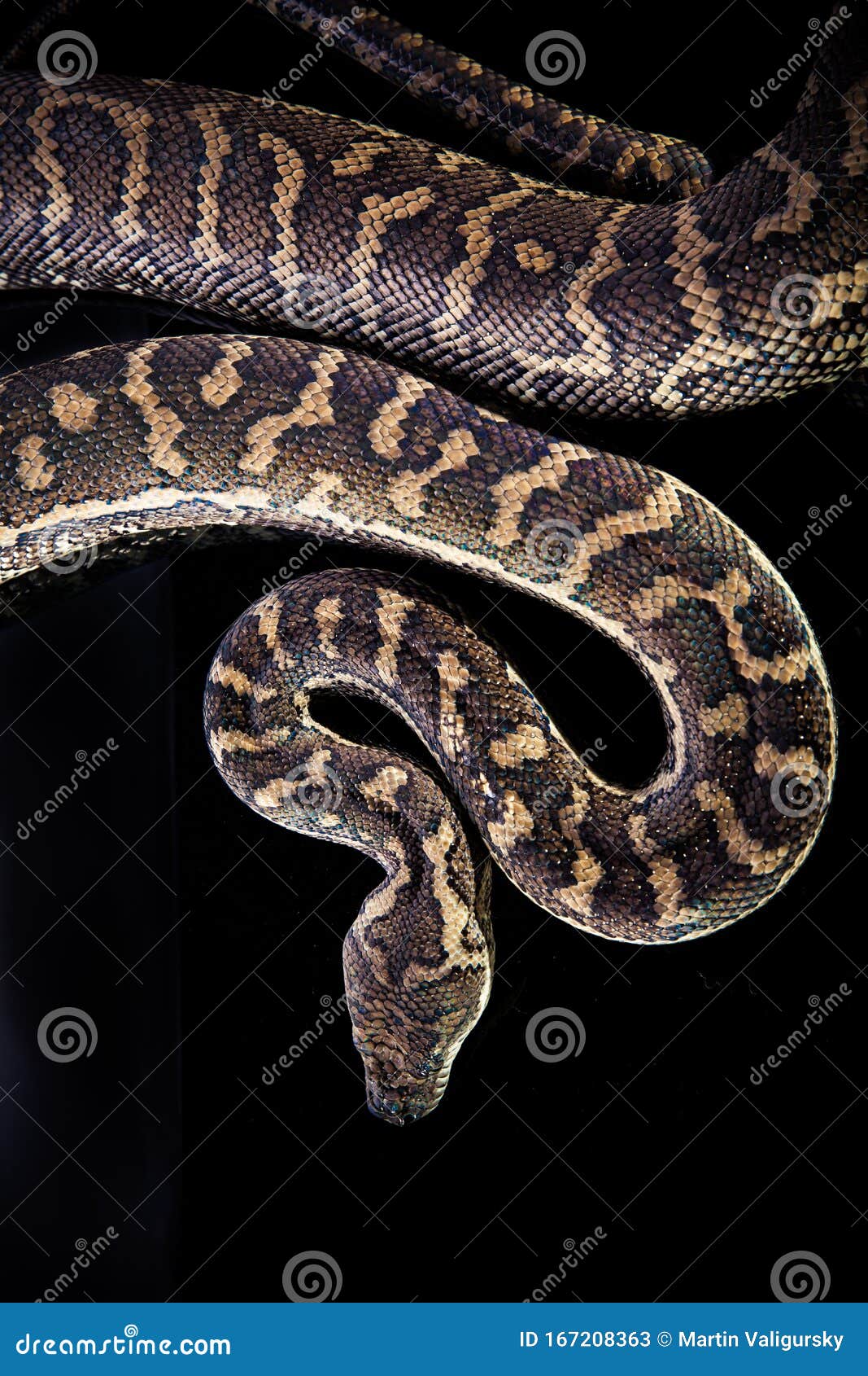 Royal Python, or Ball Python Python Regius Stock Image - Image of ball ...
