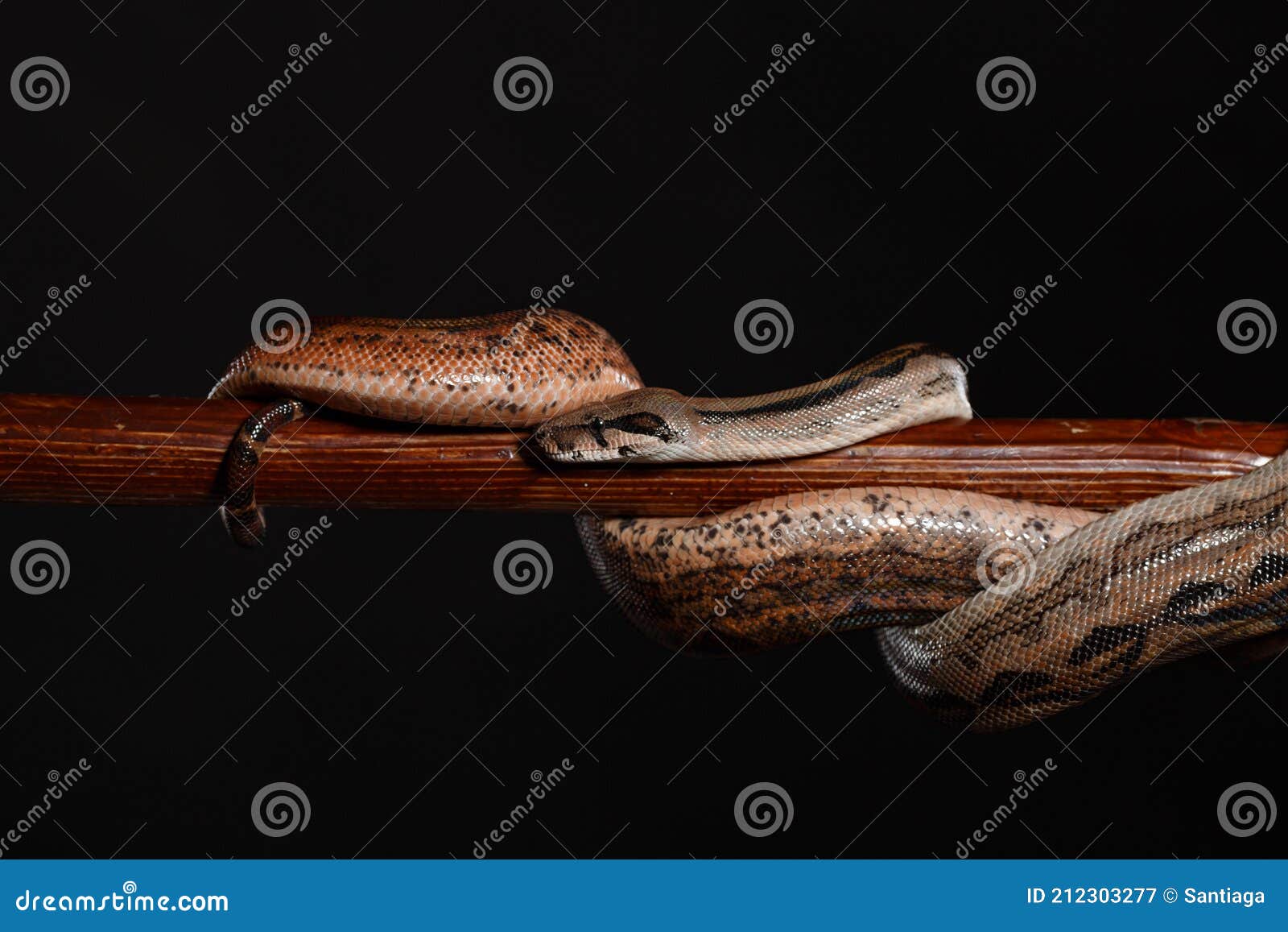 Royal Python, or Ball Python Python Regius, Studio Stock Image - Image ...