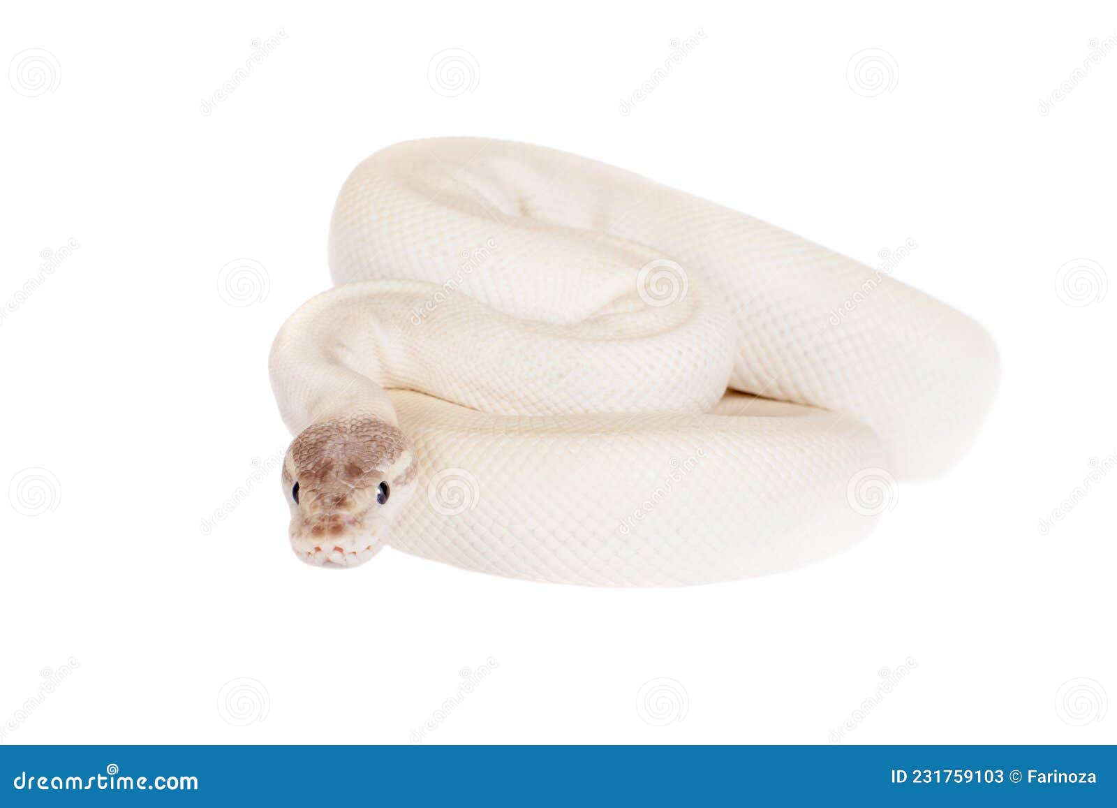Royal Python, or Ball Python on White Stock Image - Image of serpent ...