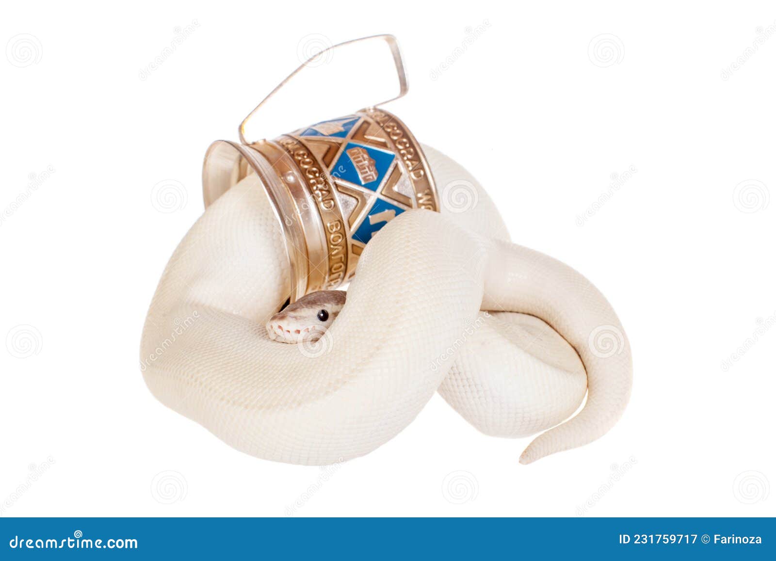 Royal Python, or Ball Python on White Stock Image - Image of exotic ...