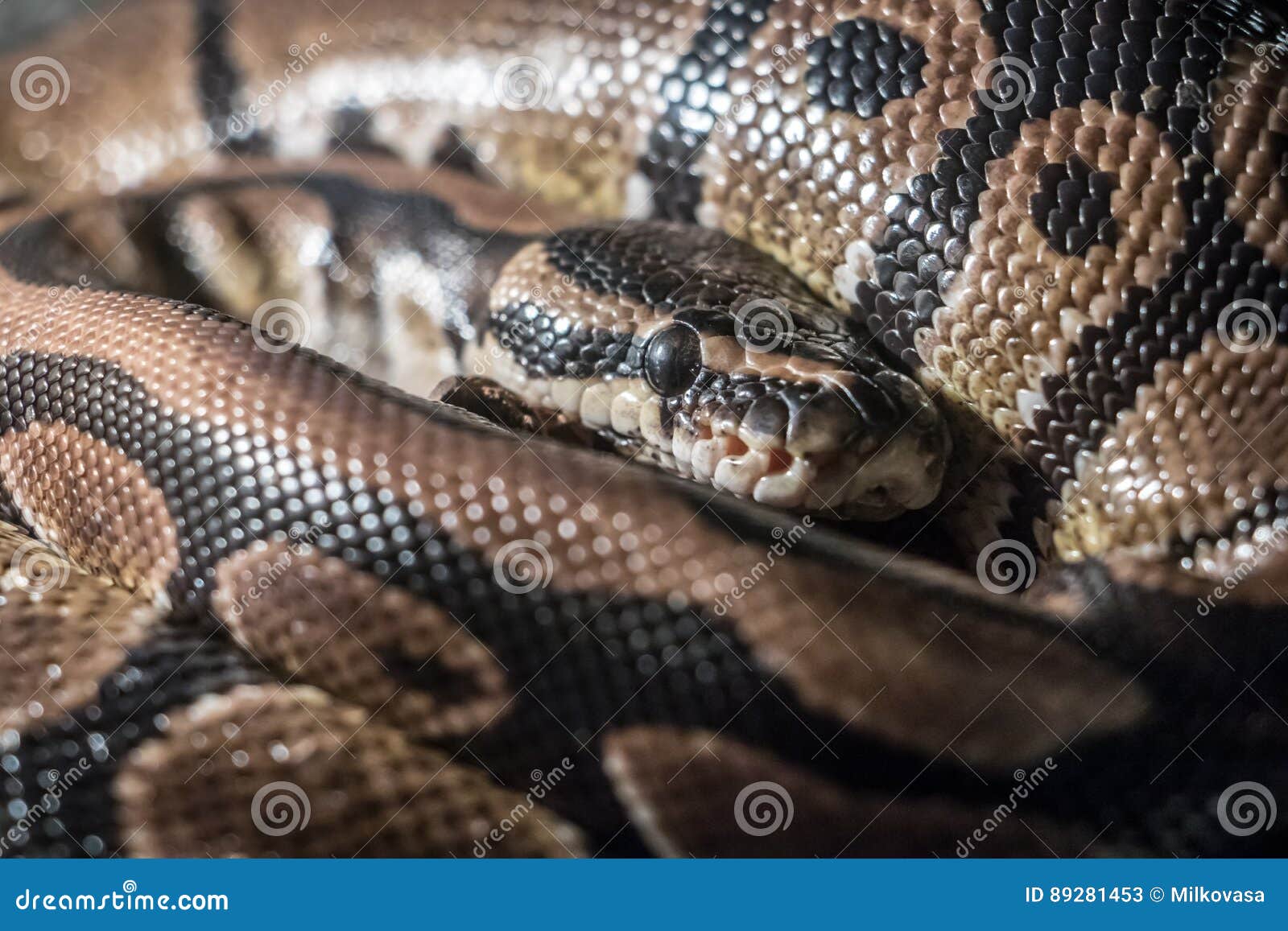 Royal Python stock image. Image of look, close, python - 89281453