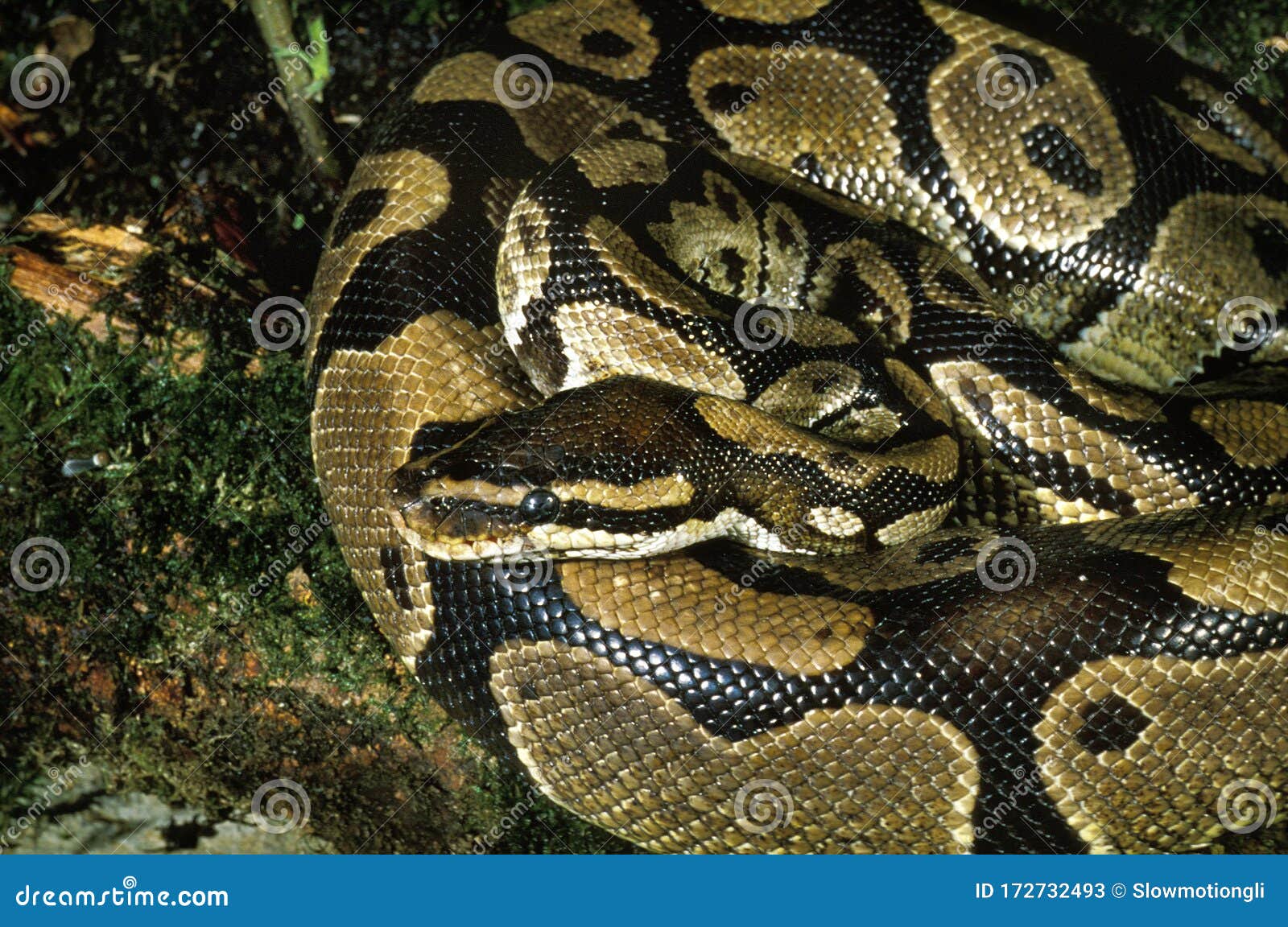 Royal Python Python Fondateur Royale Image stock - Image du afrique ...