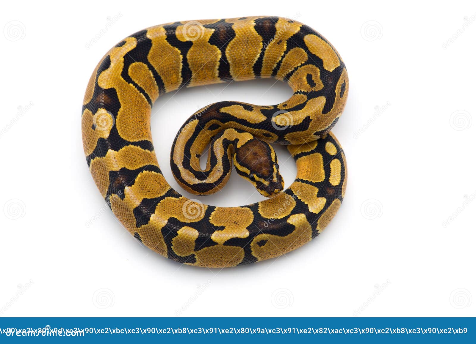 The Royal Python Isolated on White Background Stock Image - Image of ...