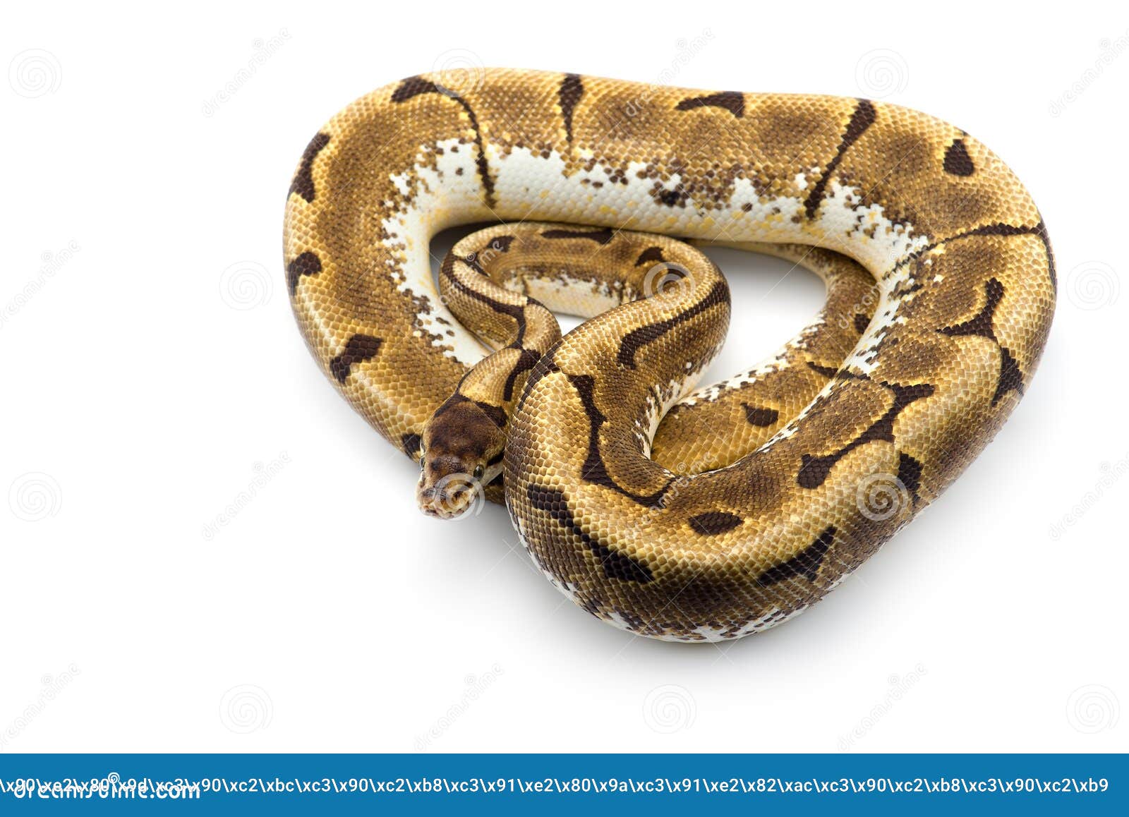 The Royal Python Isolated on White Background Stock Image - Image of ...
