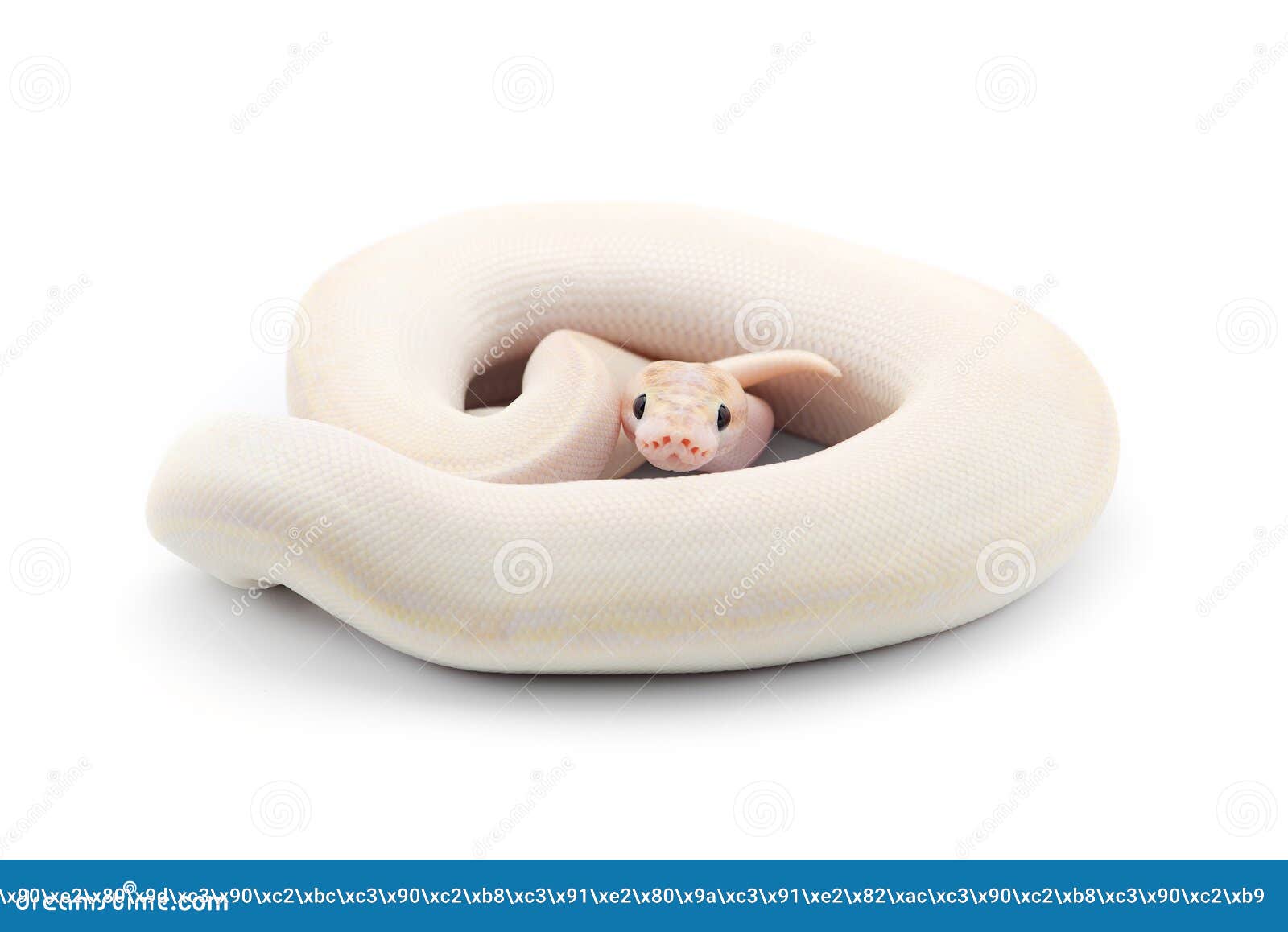 The Royal Python Isolated on White Background Stock Photo - Image of ...