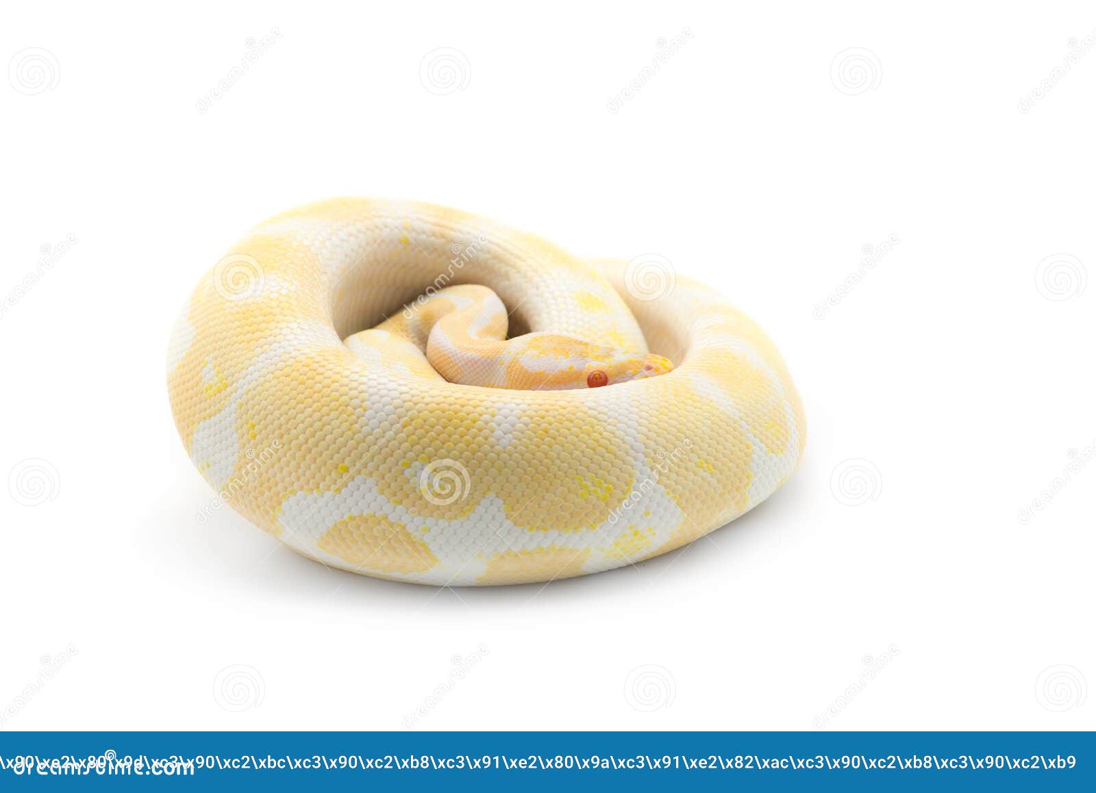 The Royal Python Isolated on White Background Stock Image - Image of ...