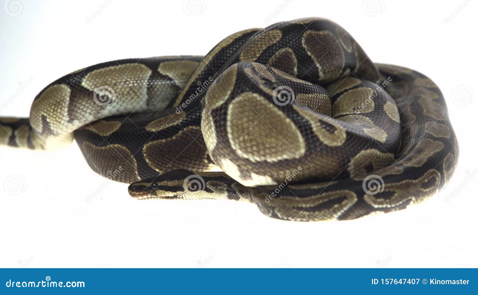Royal Python O Python Regius Aislados En Estudio Con Fondo Blanco ...