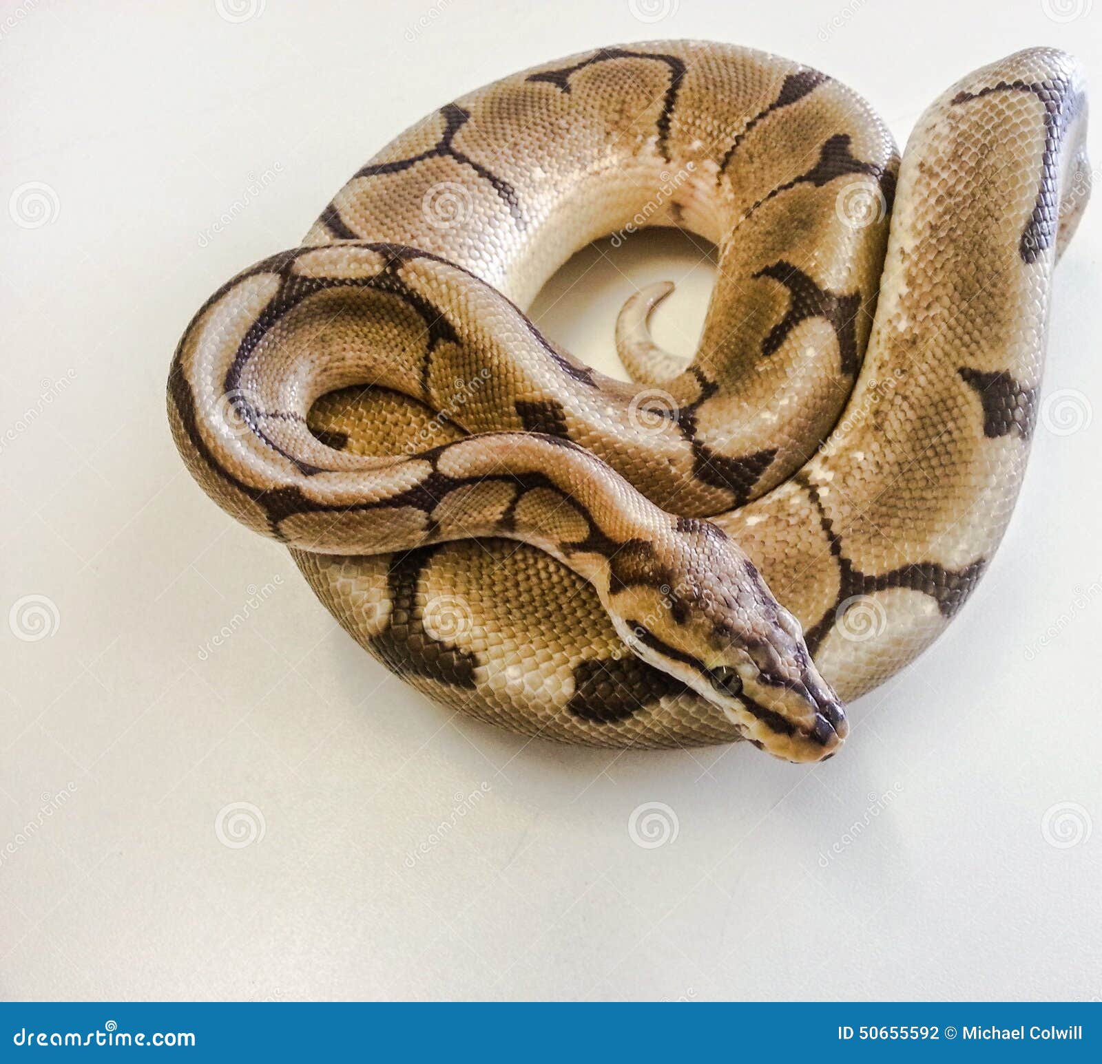 Royal Python portrait stock photo. Image of royal, spider - 50655592