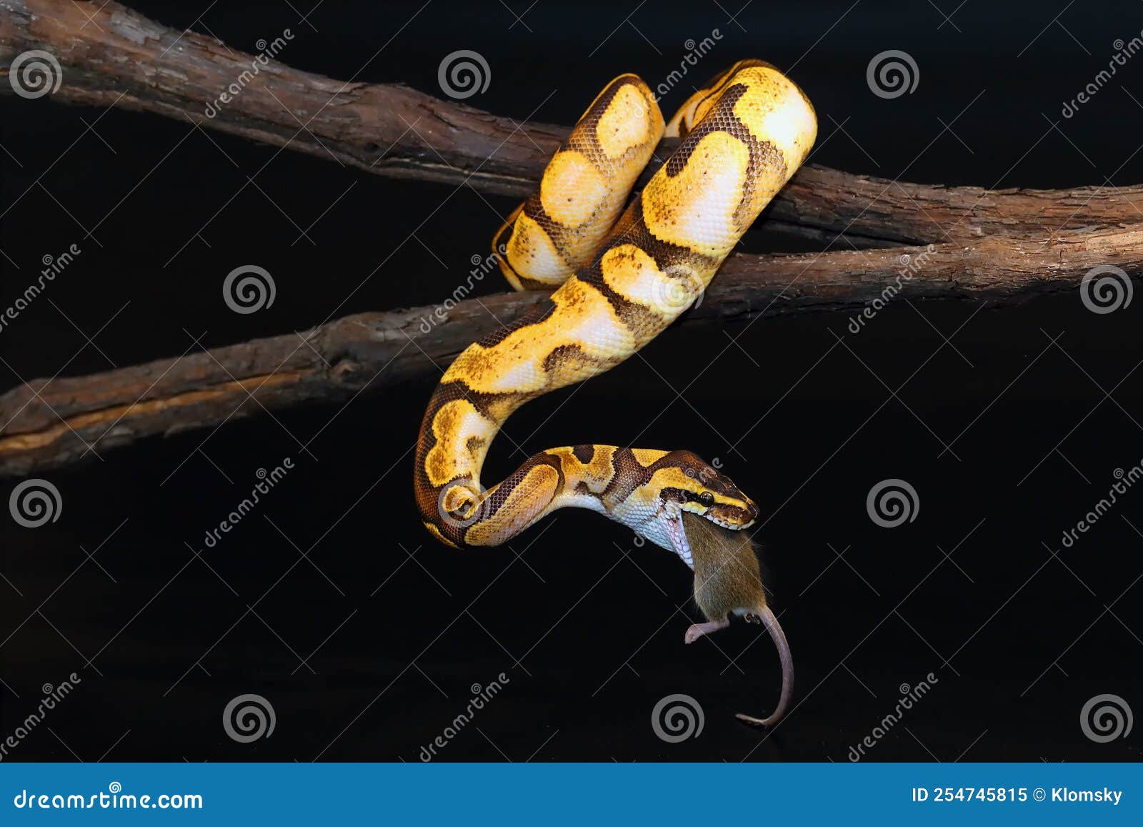 The Royal Python Python Regius, Also the Ball Python Lying Twisted on a Dry Branch with a Black ...