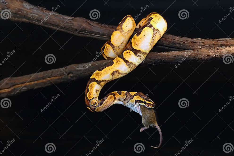 The Royal Python Python Regius, Also the Ball Python Lying Twisted on a Dry Branch with a Black ...