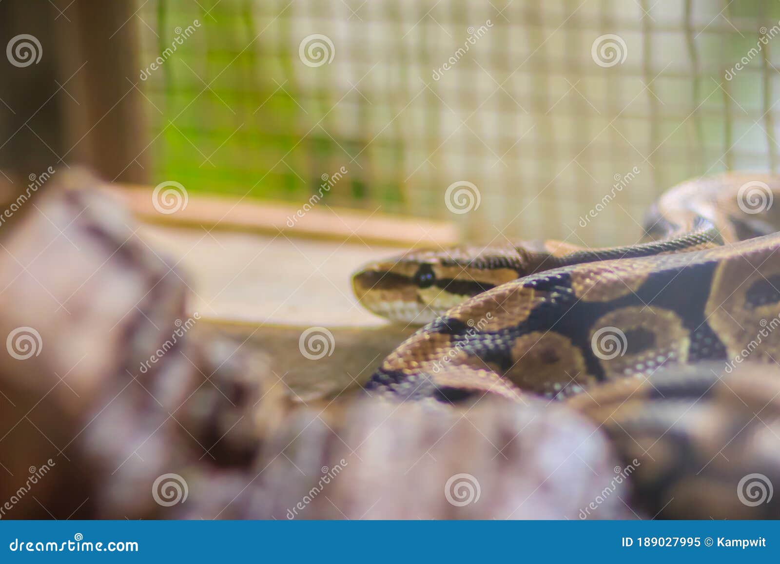 The Royal Python (Python Regius), Also Called the Ball Python, is a Python Species Native To ...