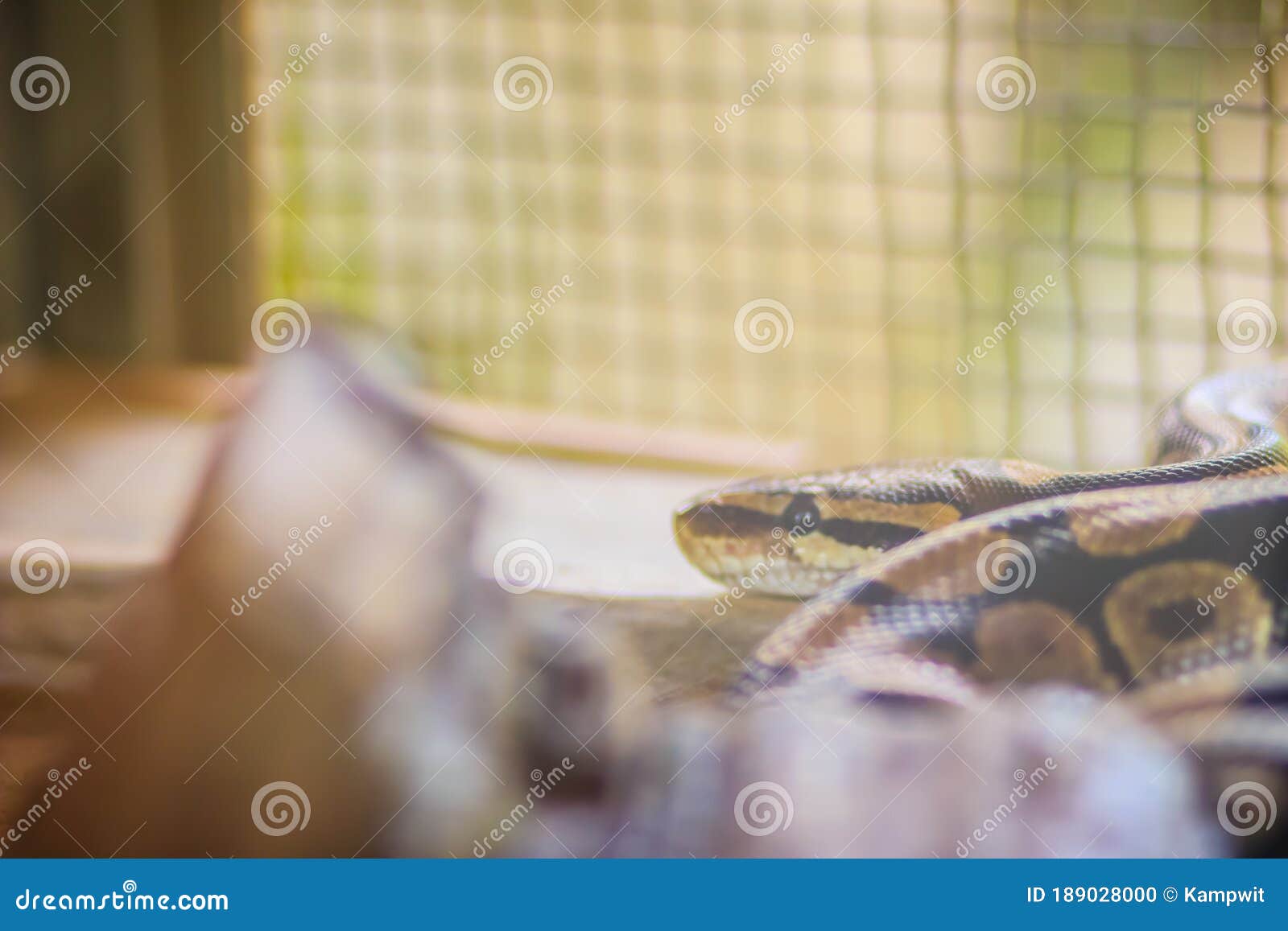 The Royal Python (Python Regius), Also Called the Ball Python, is a Python Species Native To ...