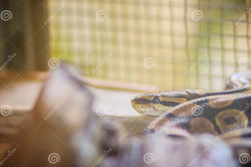 The Royal Python (Python Regius), Also Called the Ball Python, is a Python Species Native To ...