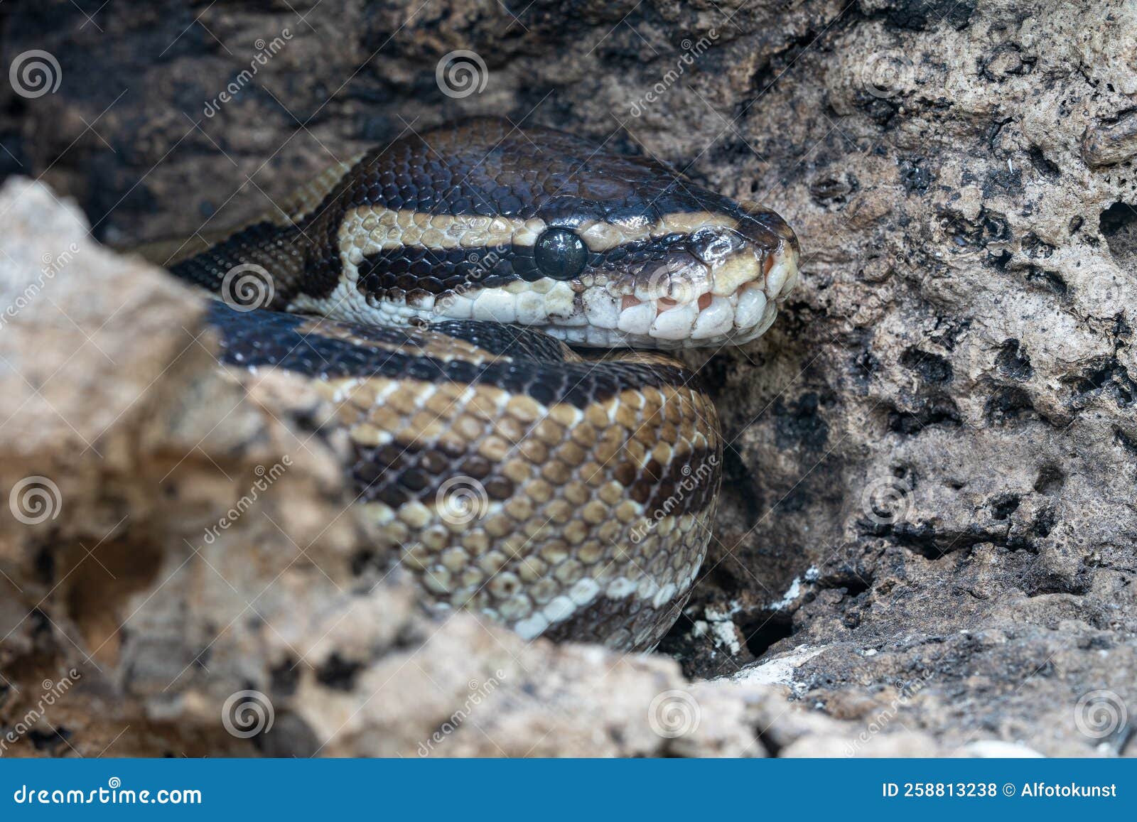 Royal Python, Python Regius Stock Photo - Image of kingdom, royal ...