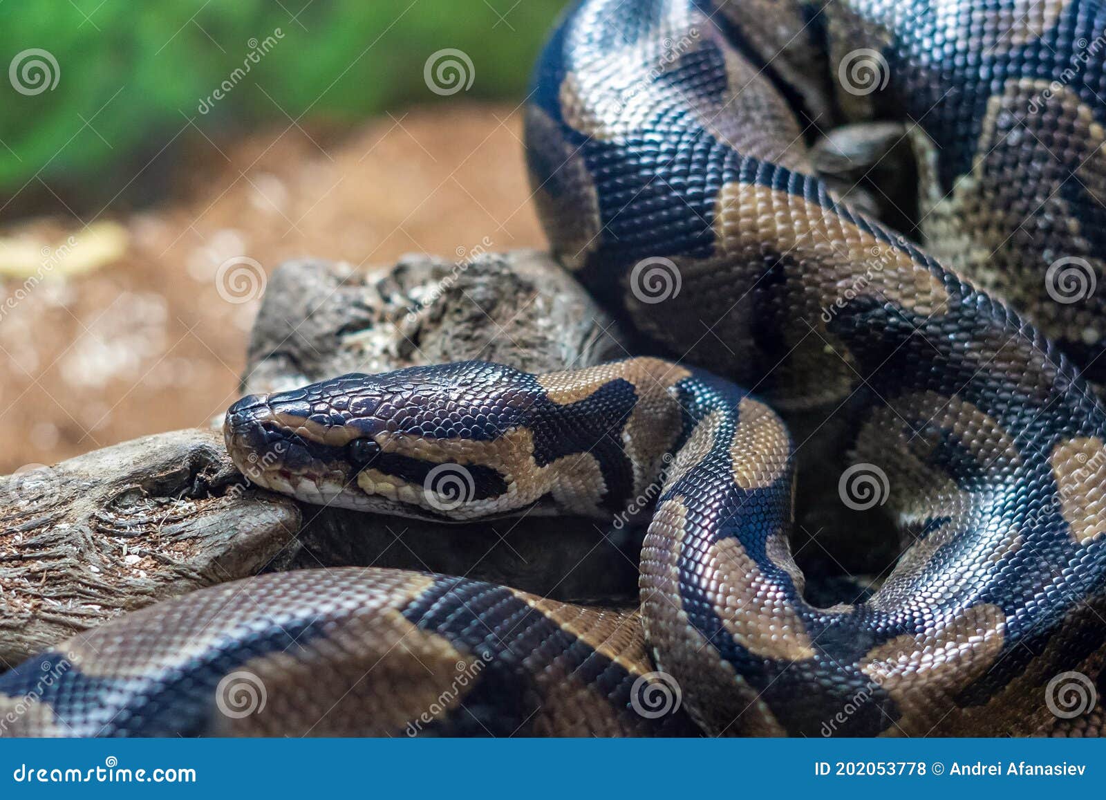 Royal Python Resting on a Log in a Terrarium Stock Photo - Image of ...