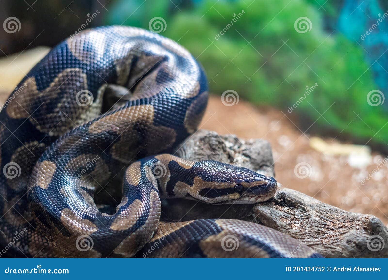 Royal Python Resting on a Log in a Terrarium Stock Photo - Image of ...