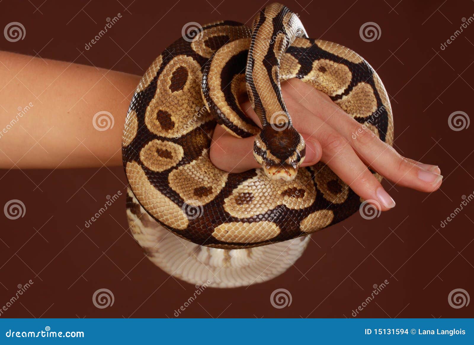 Royal python snake stock photo. Image of isolated, python - 15131594
