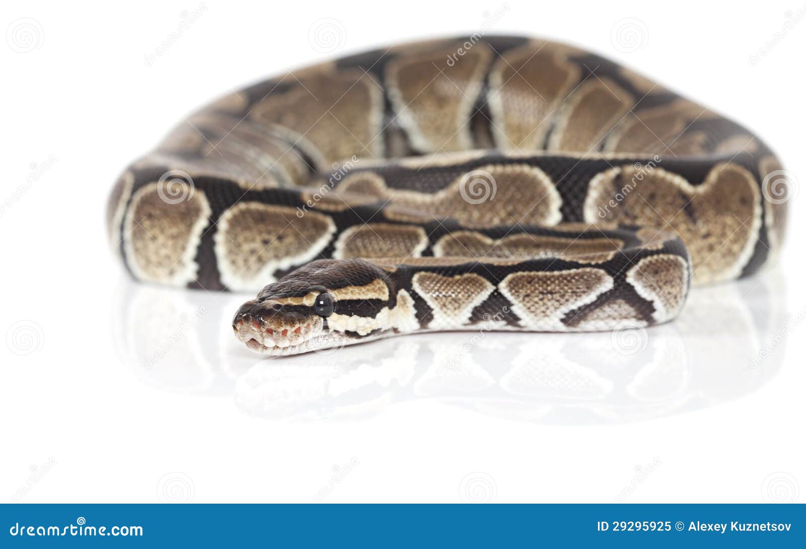 Royal Python Snake in Studio Stock Image - Image of snake, royal: 29295925