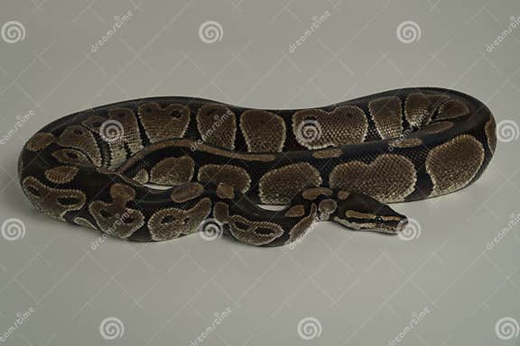 Royal Python Snake on White Background Stock Image - Image of brown ...